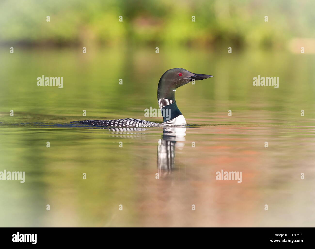 Common Loon breaching the water to stretch and dry its feathers after a ...