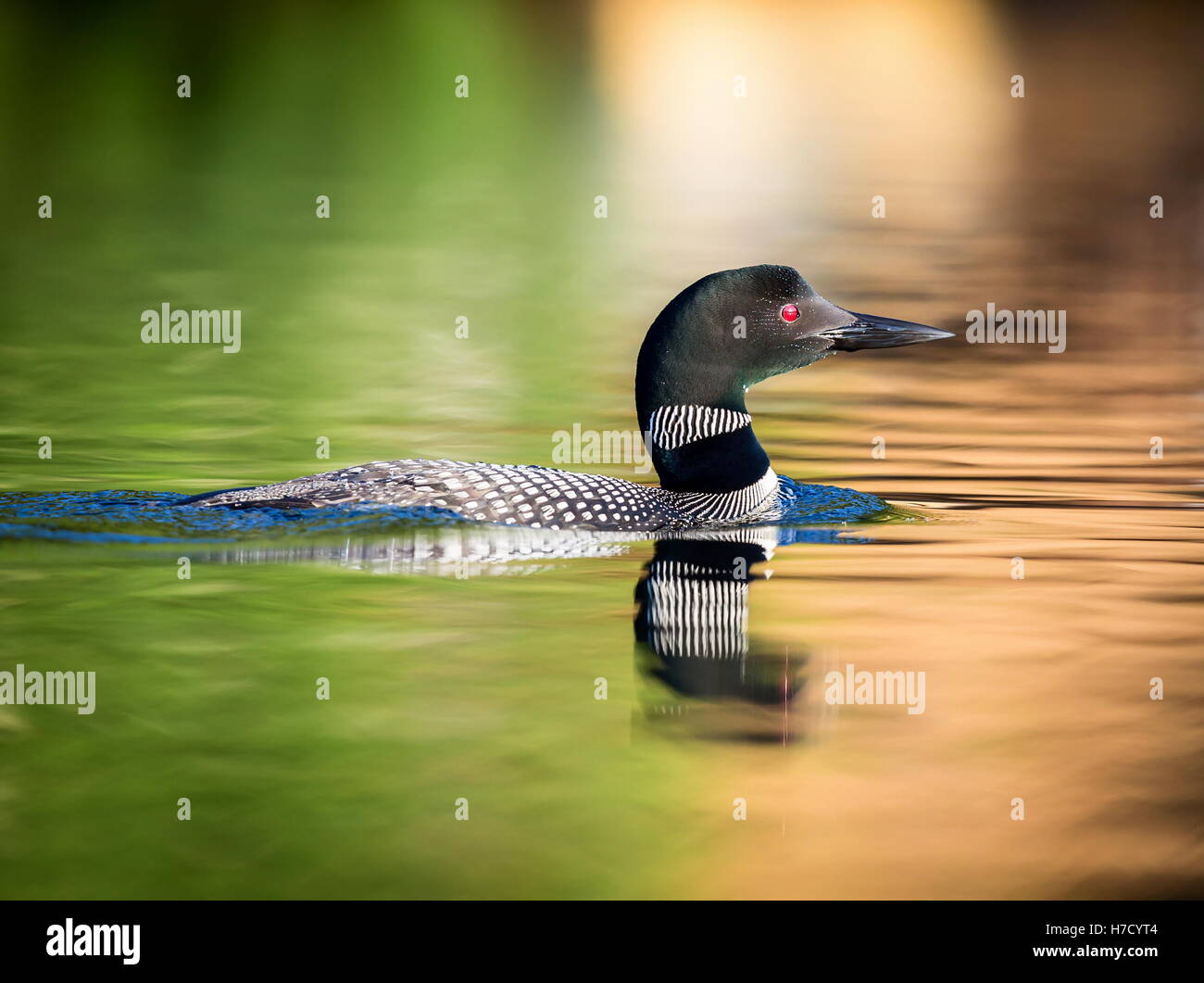 Common Loon breaching the water to stretch and dry its feathers after a ...