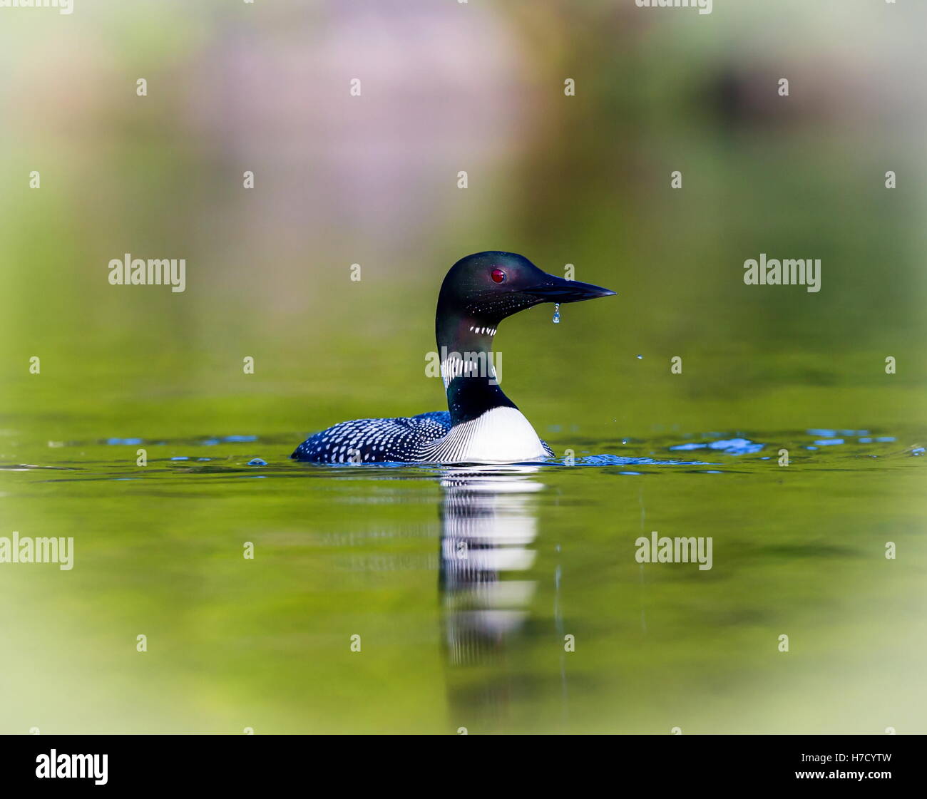 Common Loon breaching the water to stretch and dry its feathers after a ...