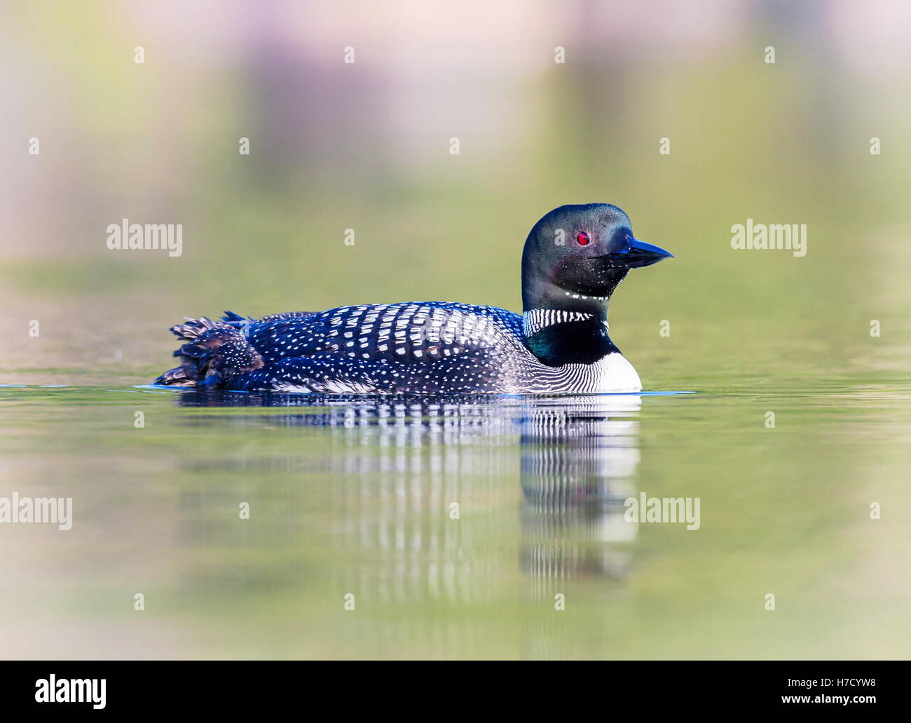 Common Loon breaching the water to stretch and dry its feathers after a ...