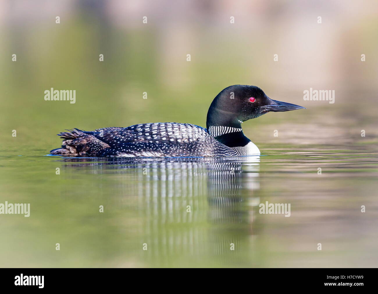 Common Loon breaching the water to stretch and dry its feathers after a ...