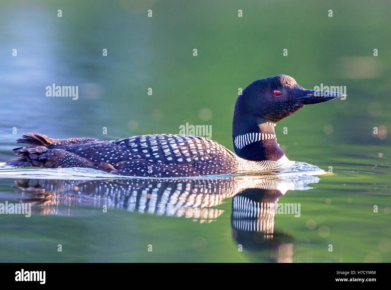 Common Loon breaching the water to stretch and dry its feathers after a ...