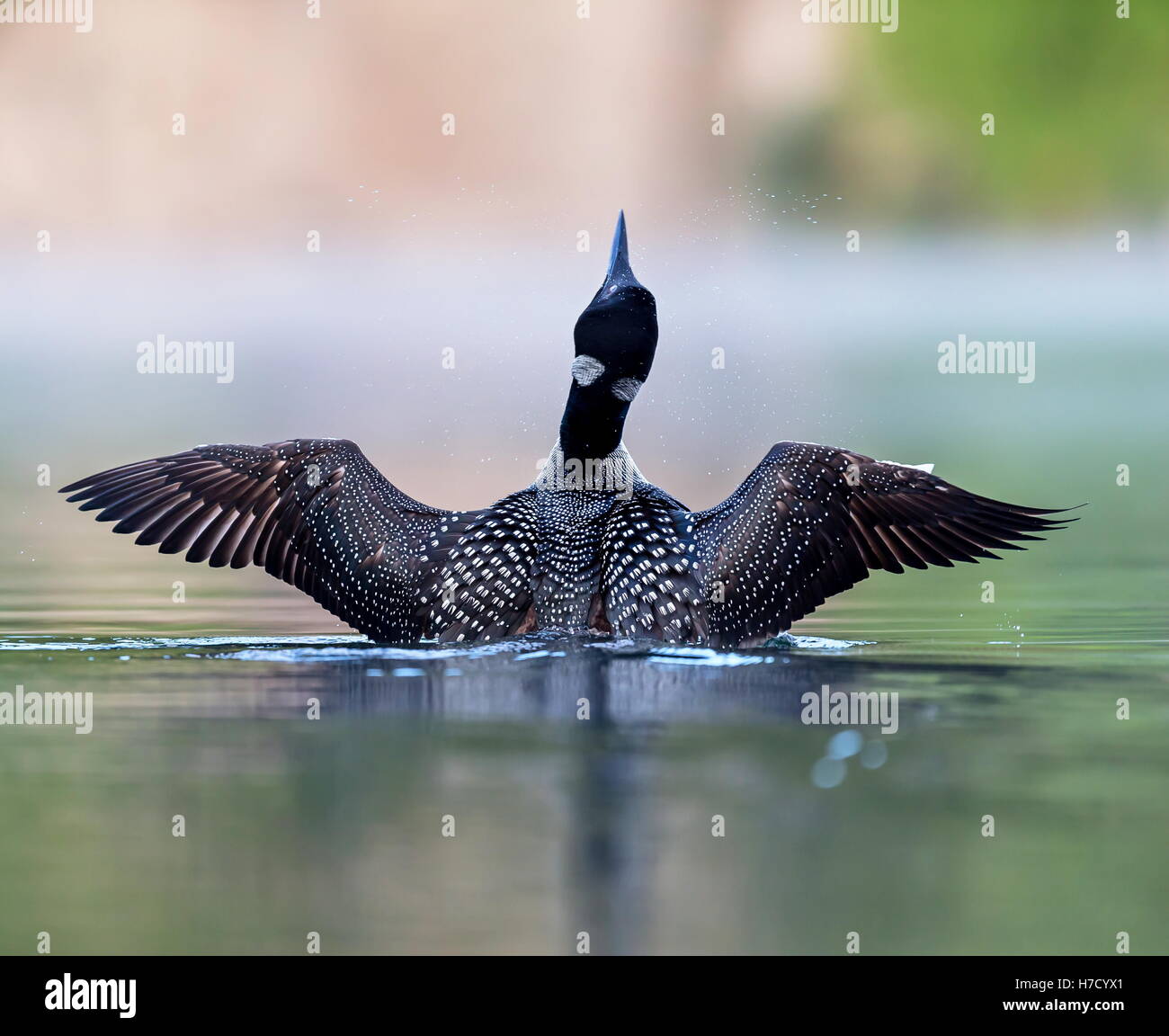 Common Loon breaching the water to stretch and dry its feathers after a ...