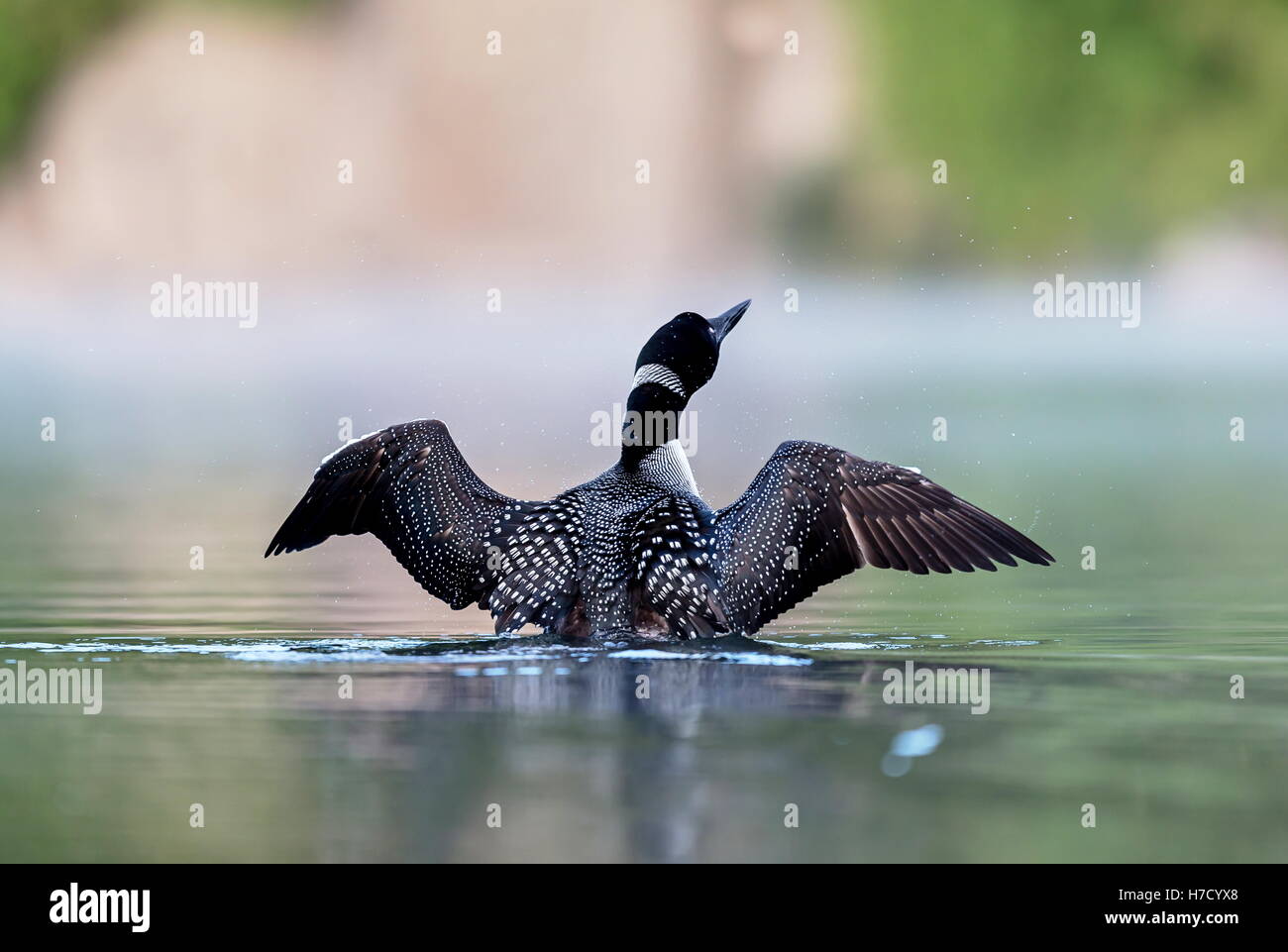 Common Loon breaching the water to stretch and dry its feathers after a ...