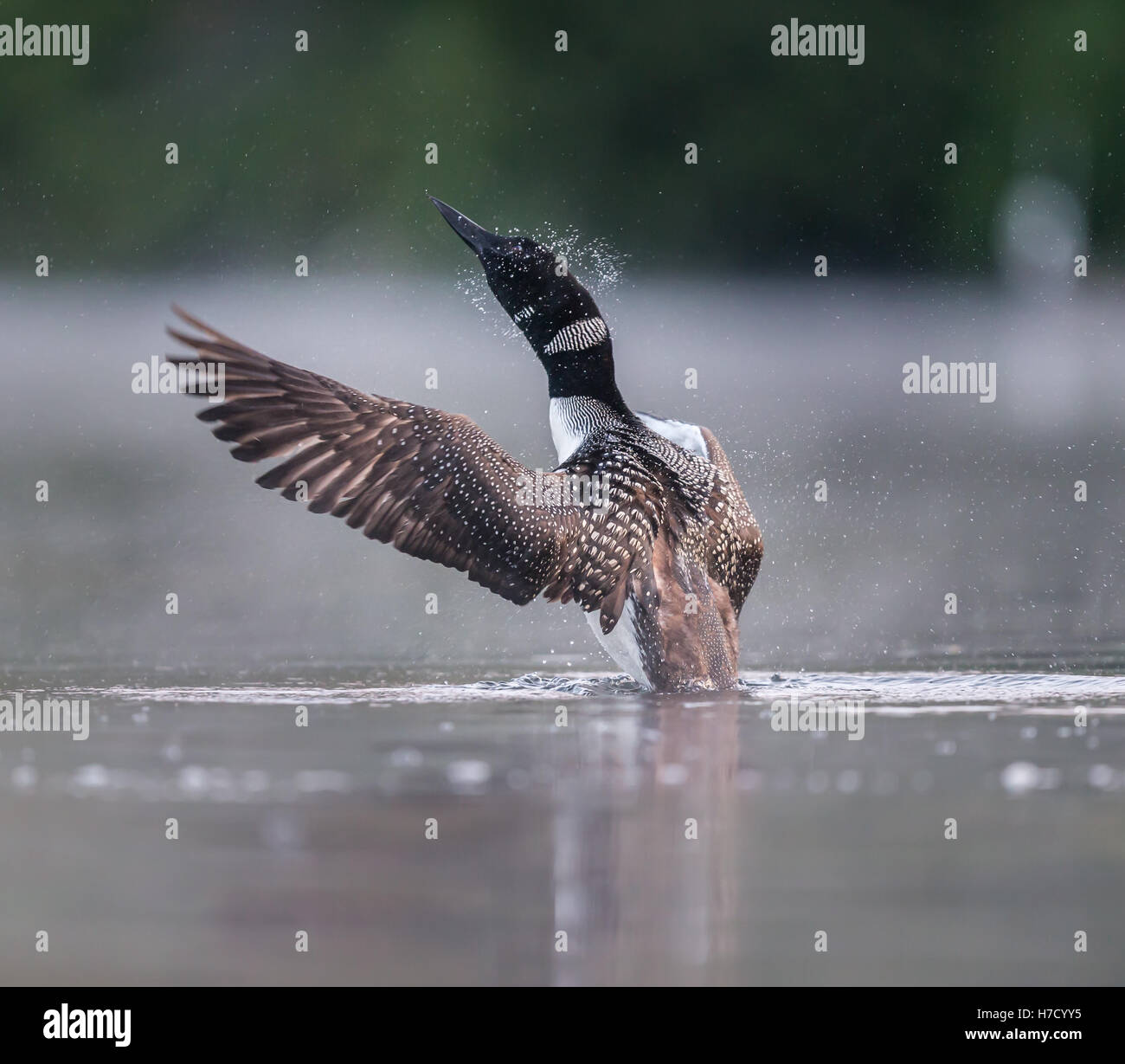Common Loon breaching the water to stretch and dry its feathers after a ...