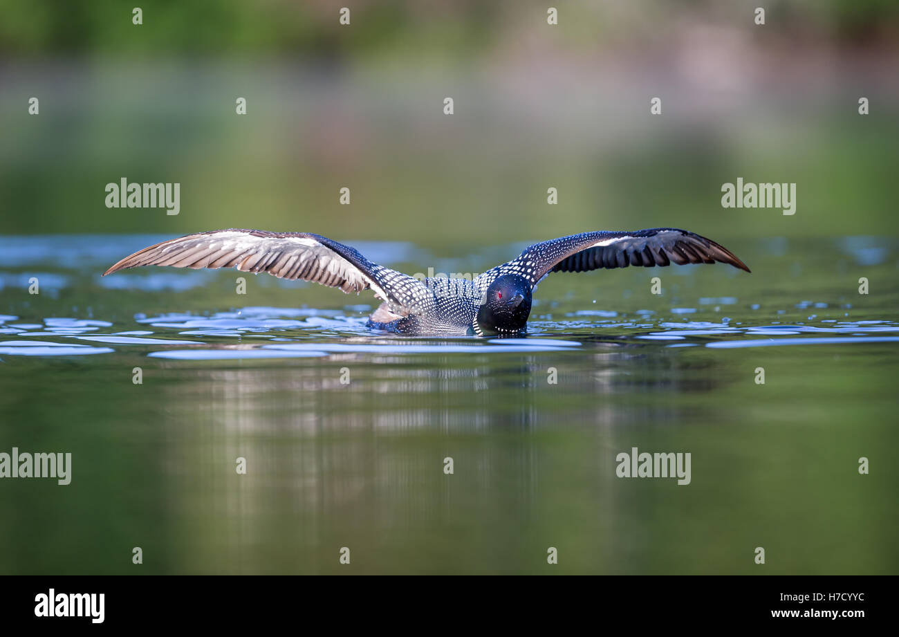 Common Loon breaching the water to stretch and dry its feathers after a ...