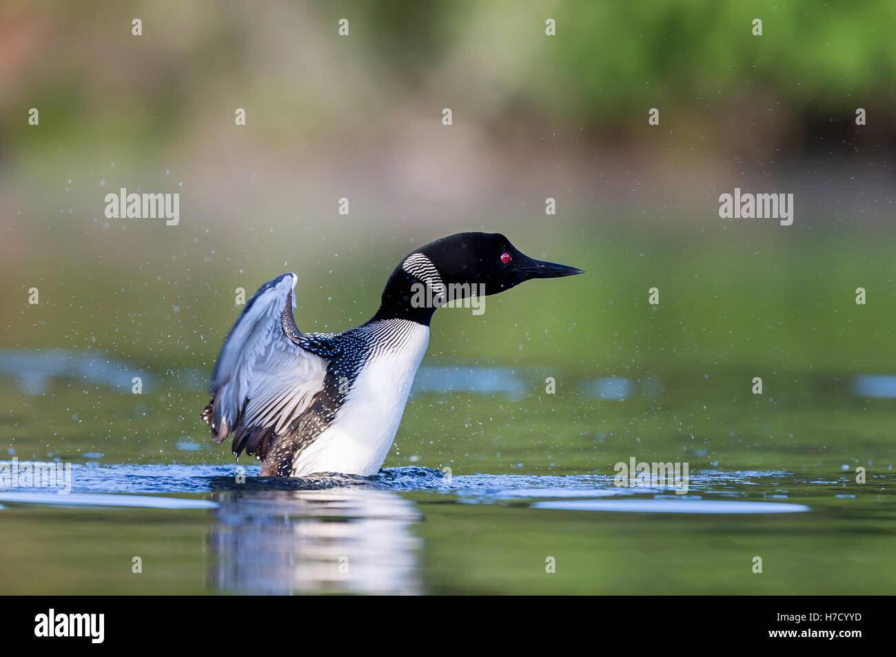 Common Loon breaching the water to stretch and dry its feathers after a ...