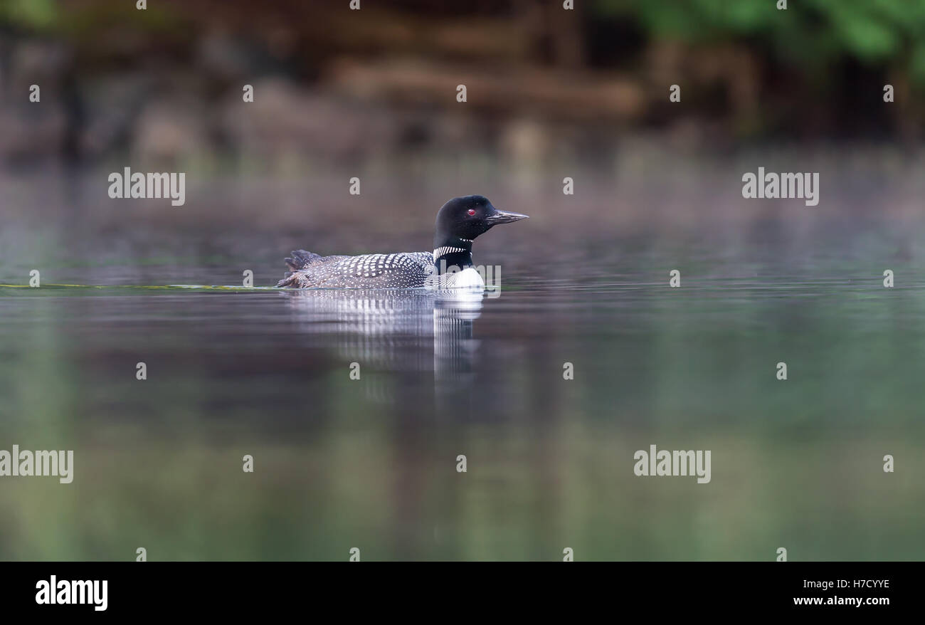 Common Loon breaching the water to stretch and dry its feathers after a ...