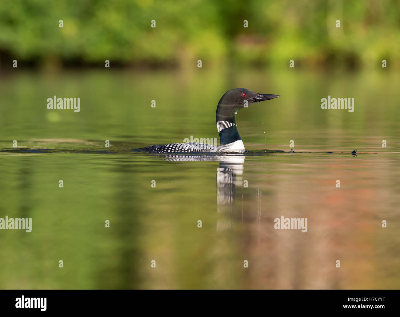 Common Loon breaching the water to stretch and dry its feathers after a ...