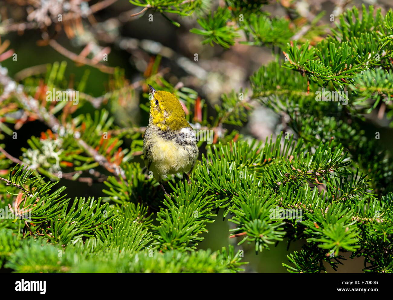 An abundant breeder of the northeastern boreal forests of Canada Stock ...