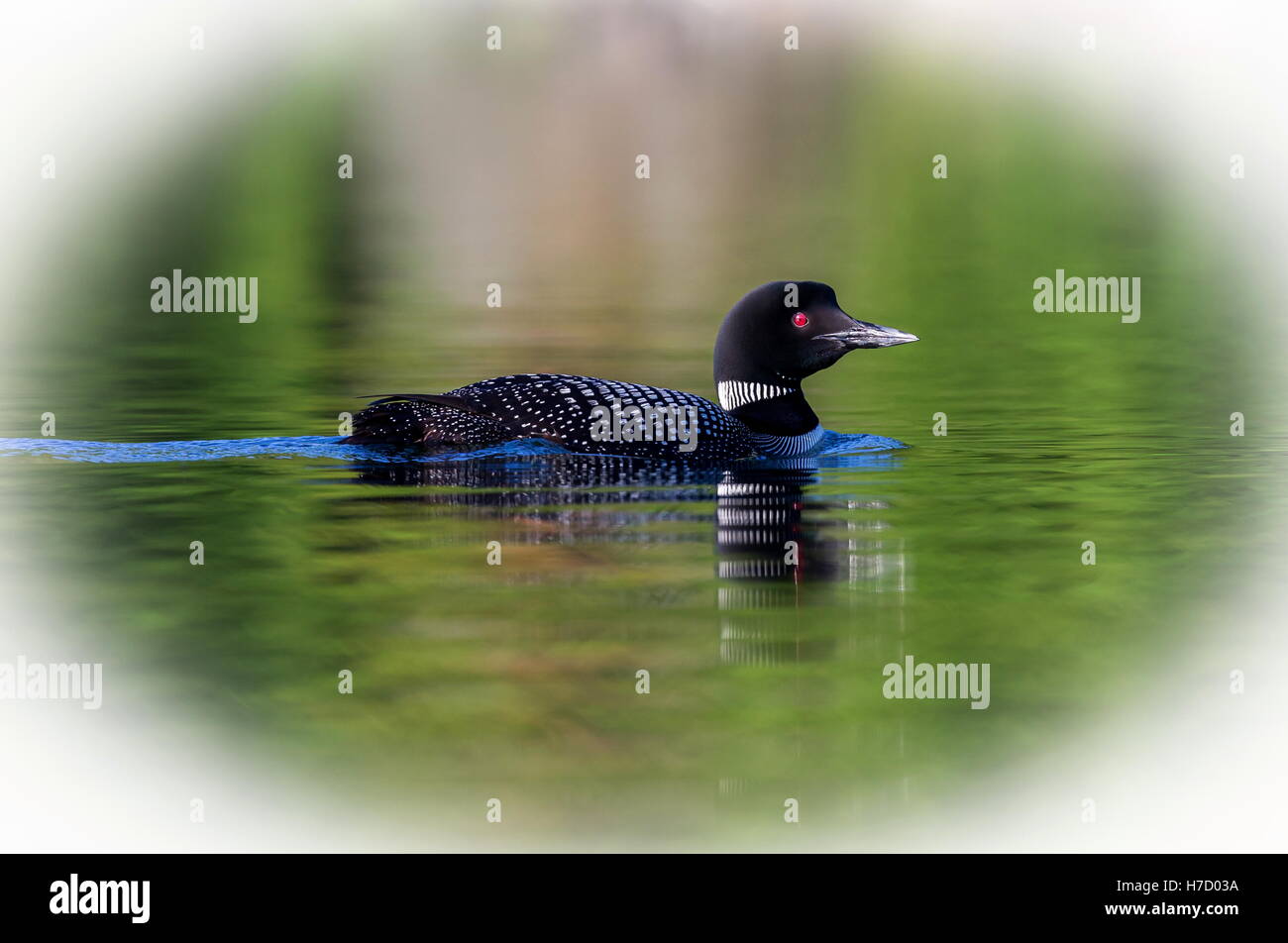 Common Loon breaching the water to stretch and dry its feathers after a ...