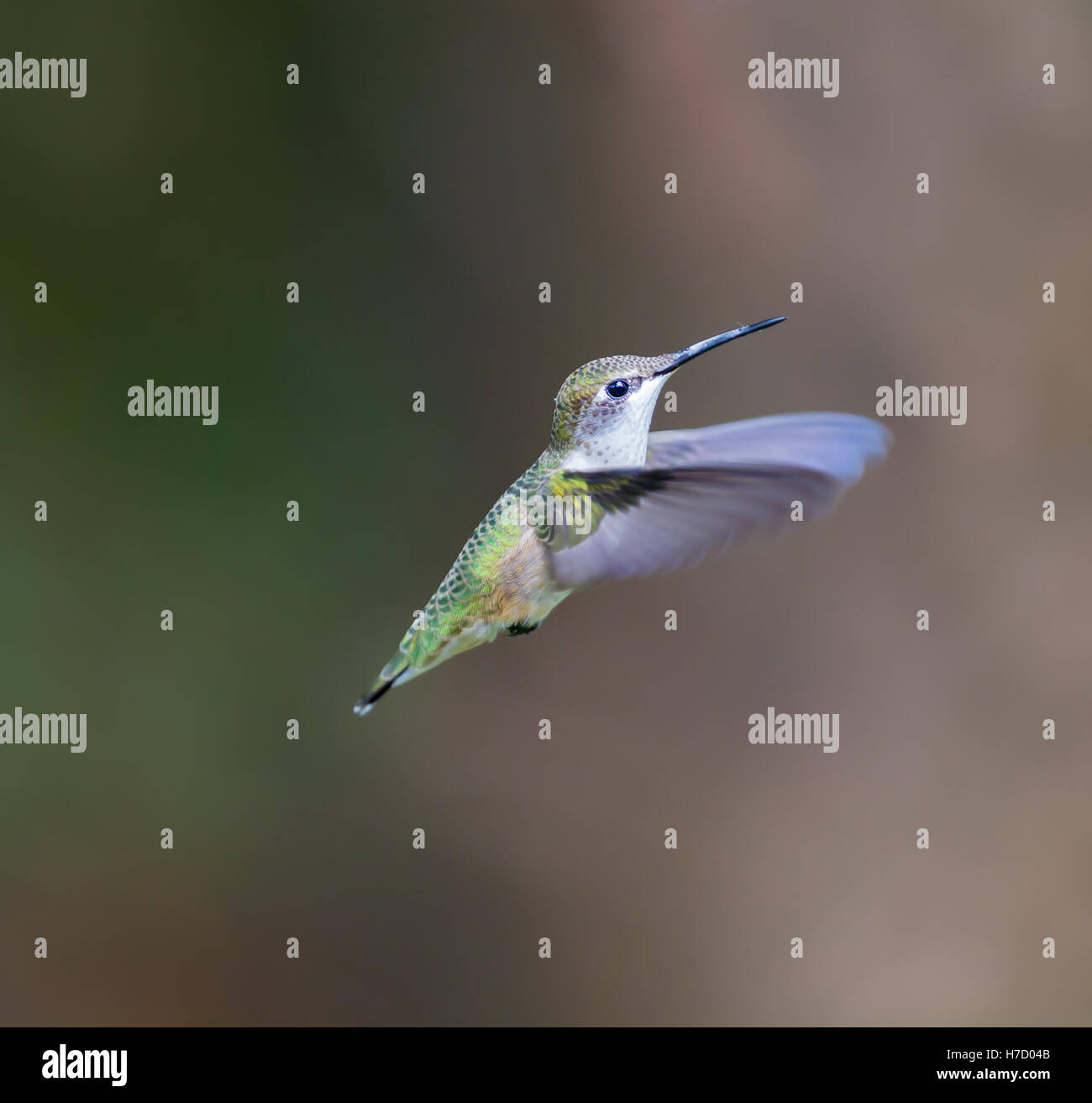 Ruby Throated Hummingbird, after its long migration from the south to ...