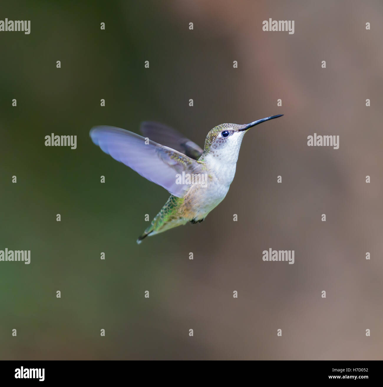 Ruby Throated Hummingbird, after its long migration from the south to ...