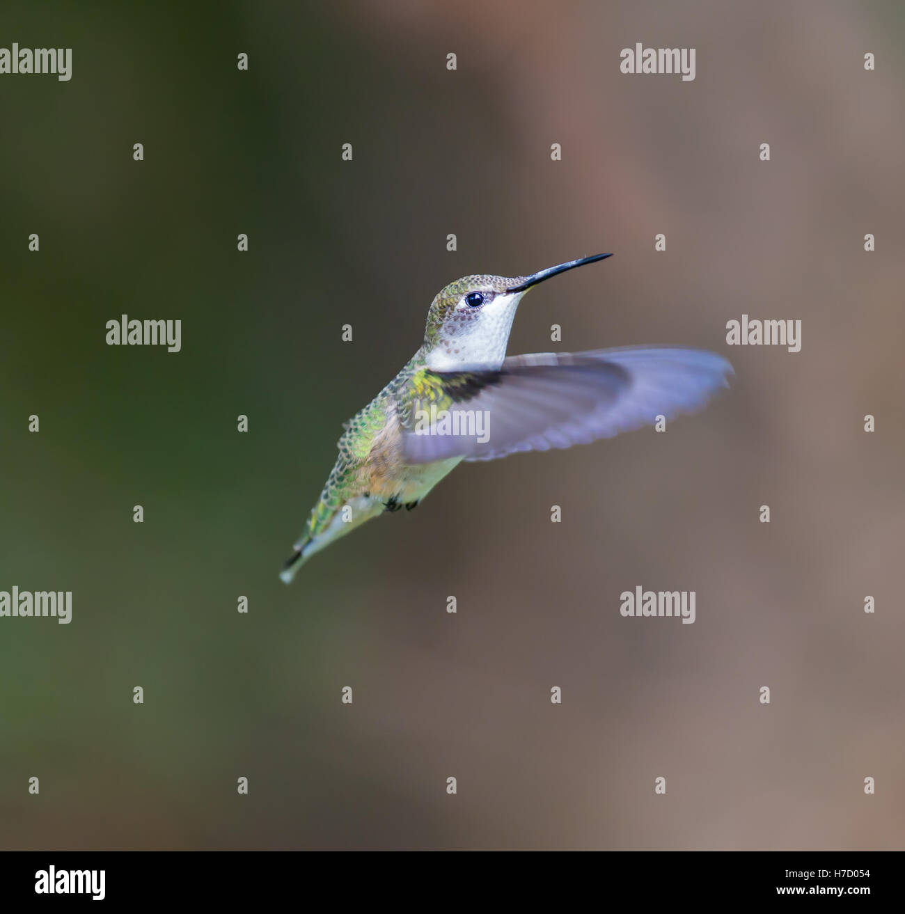 Ruby Throated Hummingbird, after its long migration from the south to ...