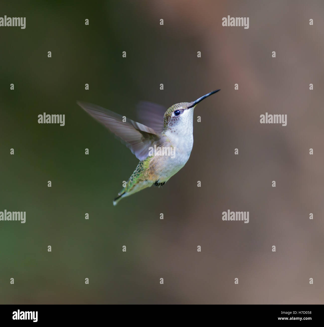 Ruby Throated Hummingbird, after its long migration from the south to ...