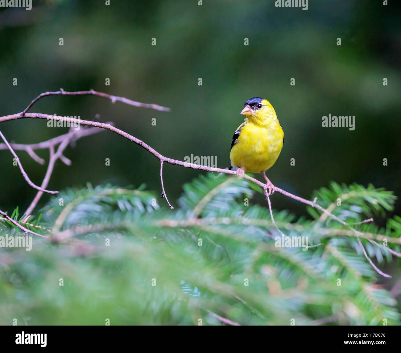 American goldfinch is a handsome little finch, the state bird of New ...