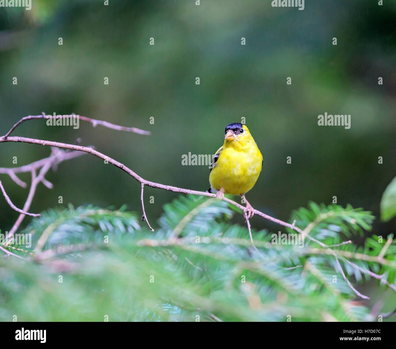 American goldfinch is a handsome little finch, the state bird of New ...