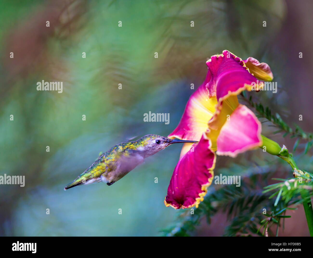 Hummingbird migration south hi-res stock photography and images - Alamy