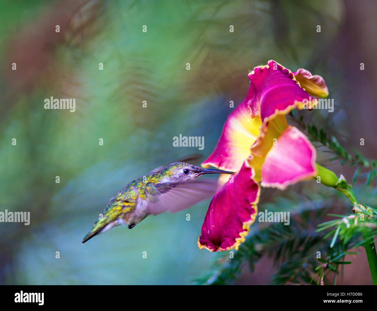 Hummingbird migration south hi-res stock photography and images - Alamy