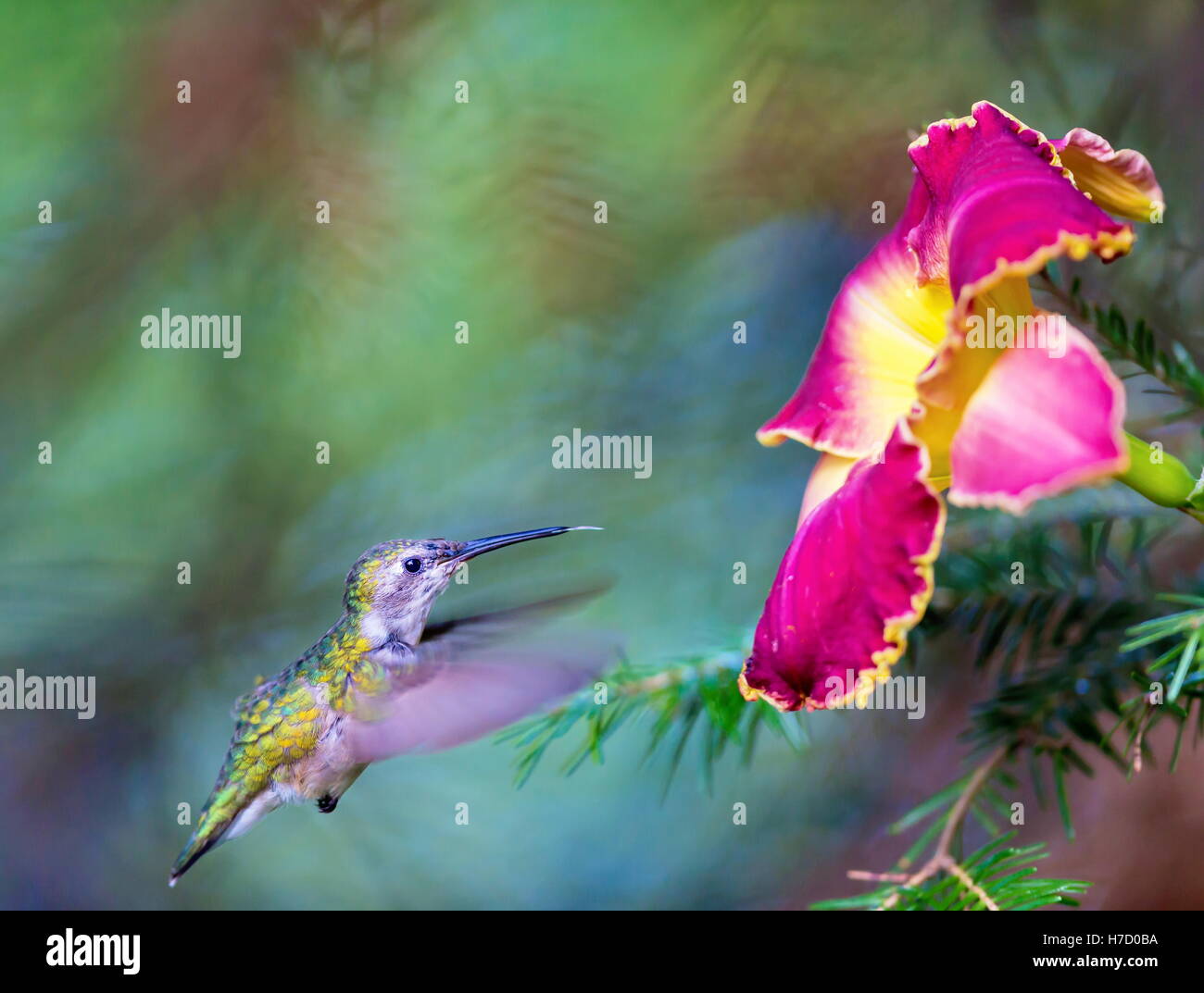 Ruby Throated Hummingbird, after its long migration from the south to ...
