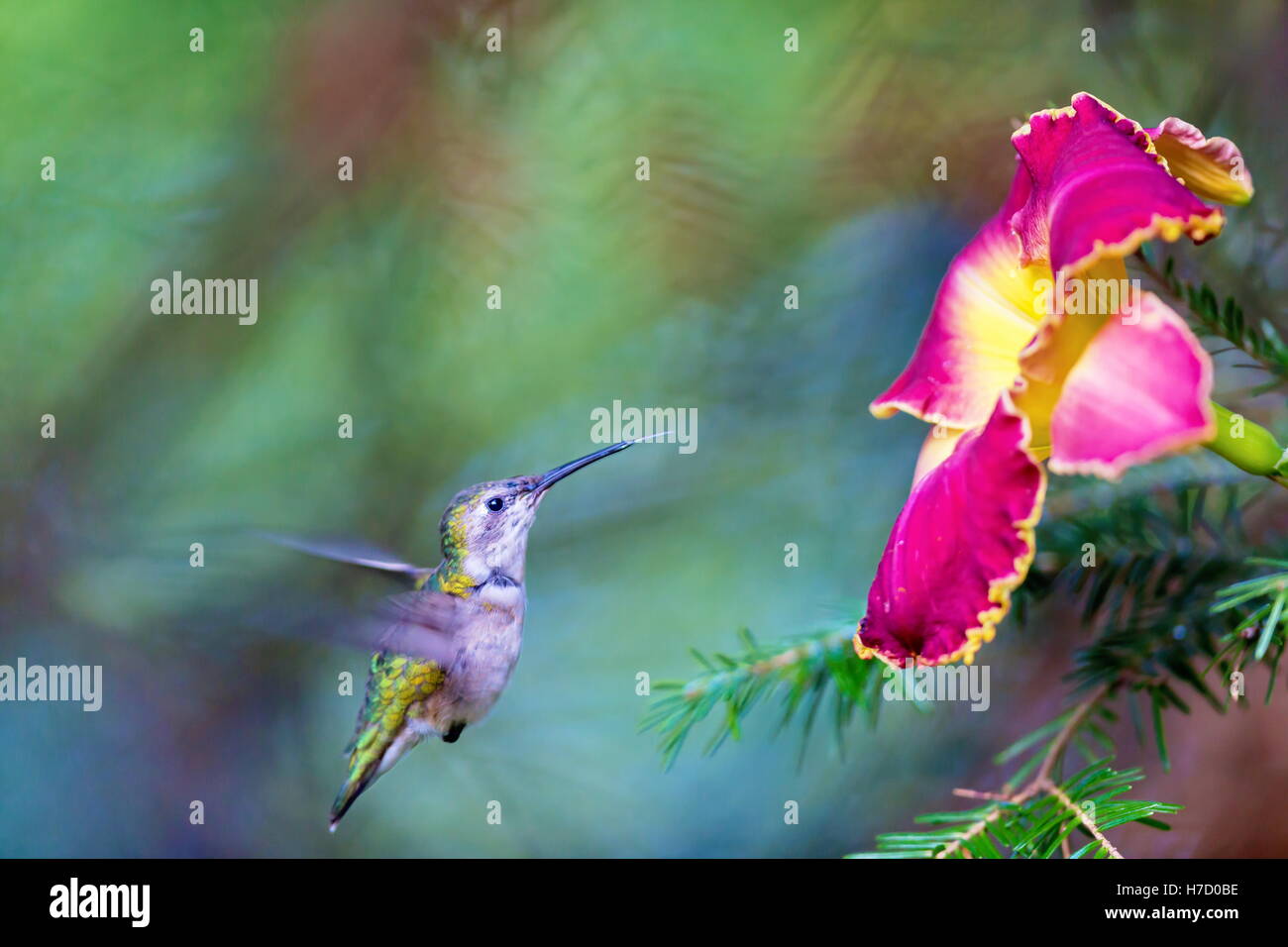 Hummingbird migration south hi-res stock photography and images - Alamy