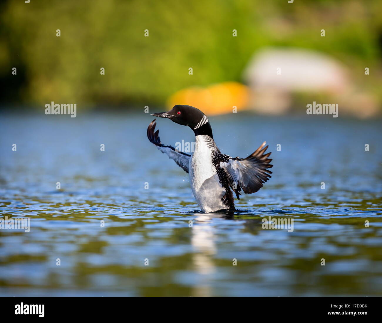 Common Loon breaching the water to stretch and dry its feathers after a ...
