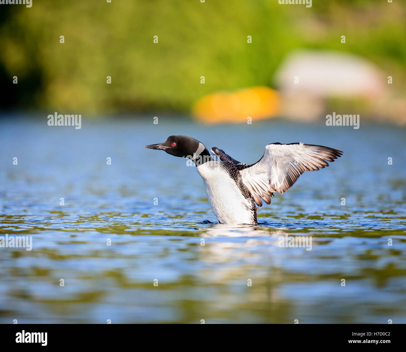 Common Loon breaching the water to stretch and dry its feathers after a ...