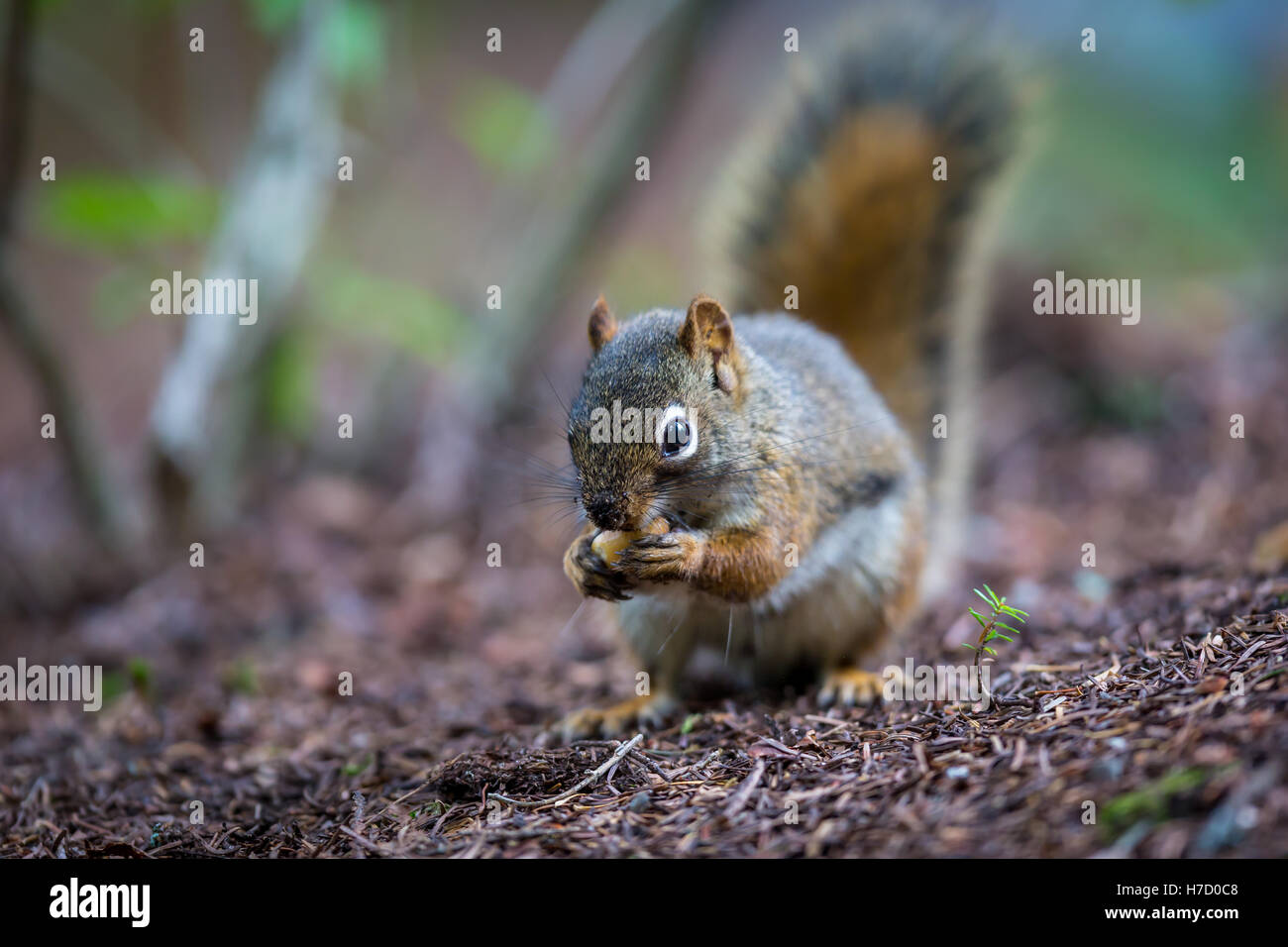 Northern quebec hi-res stock photography and images - Alamy