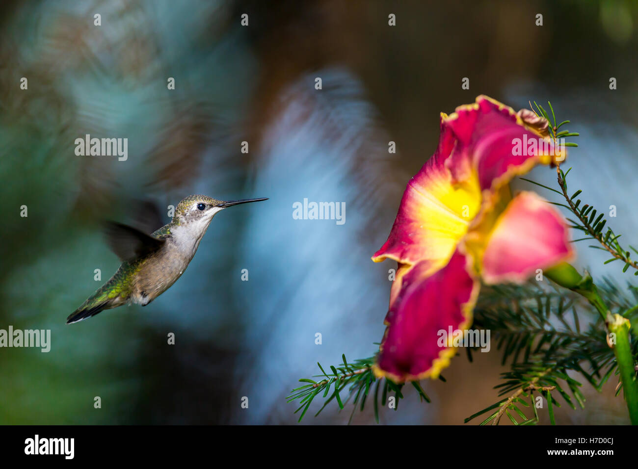Ruby Throated Hummingbird, after its long migration from the south to ...