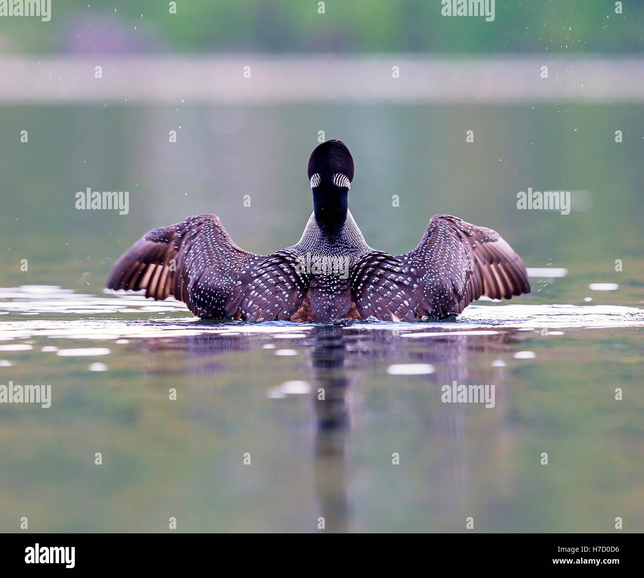 Common Loon breaching the water to stretch and dry its feathers after a ...