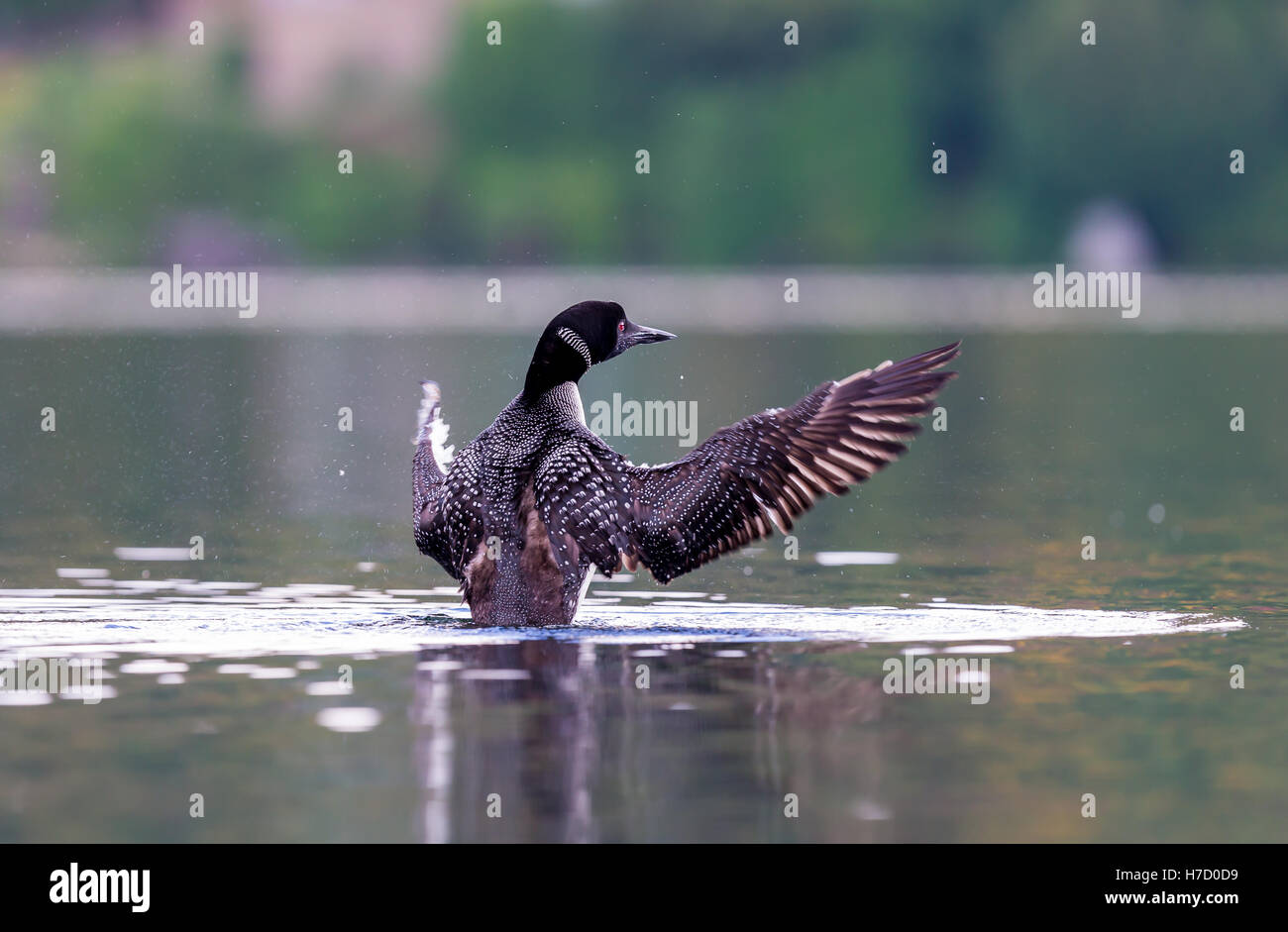 Common Loon breaching the water to stretch and dry its feathers after a ...