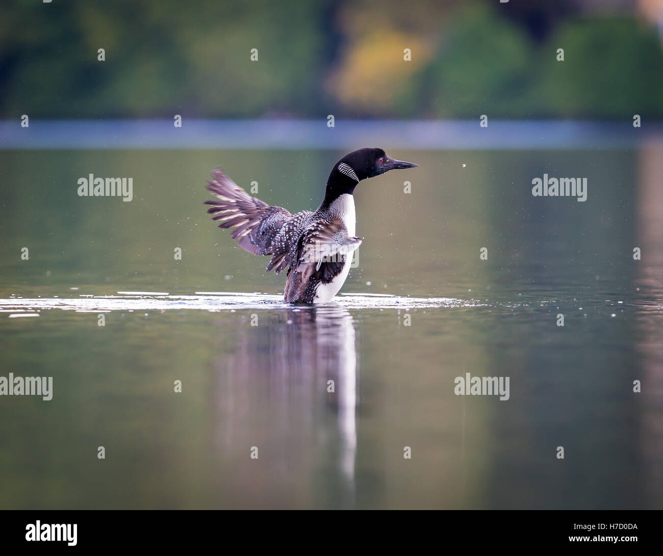 Common Loon breaching the water to stretch and dry its feathers after a ...