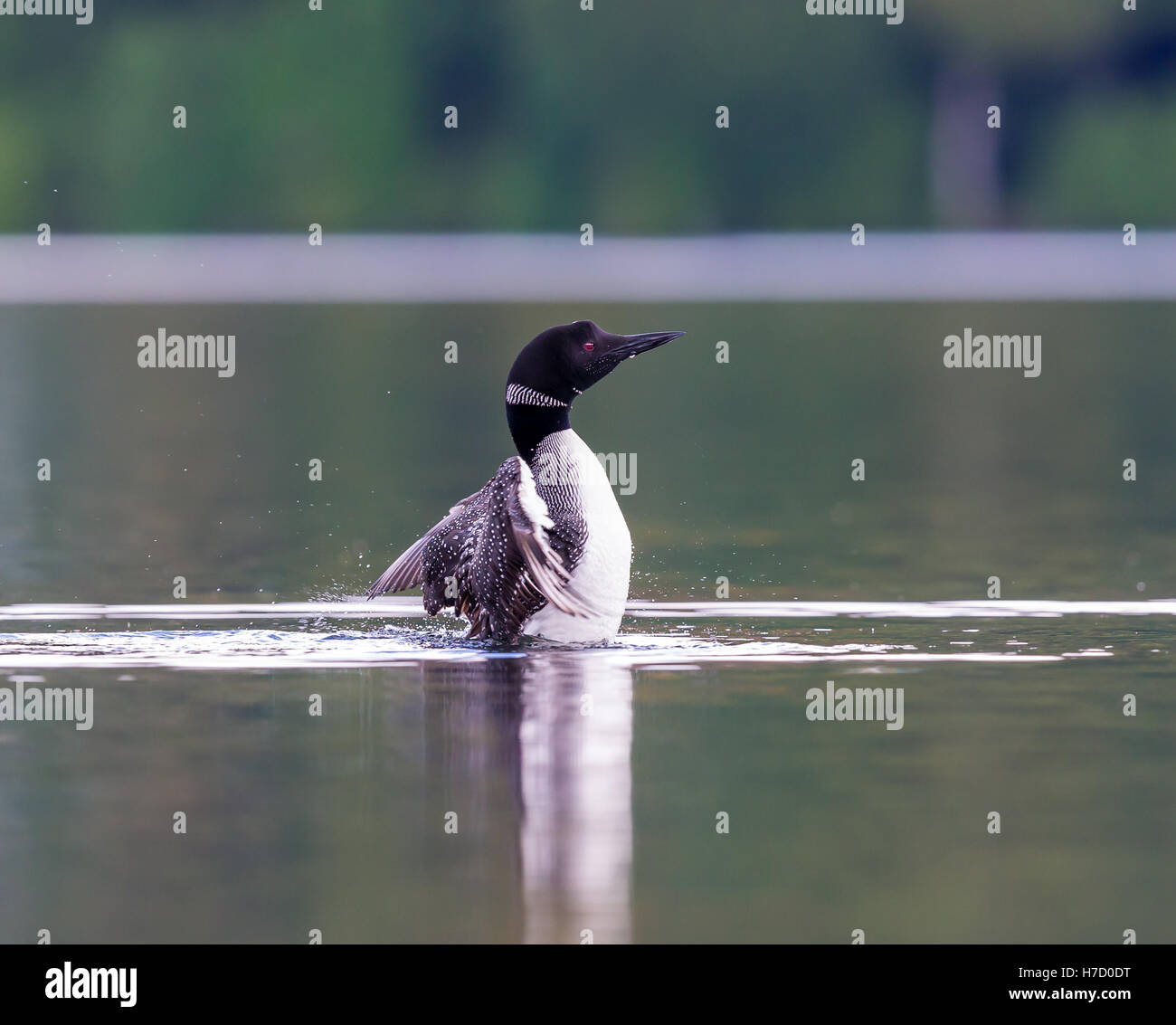 Common Loon breaching the water to stretch and dry its feathers after a ...