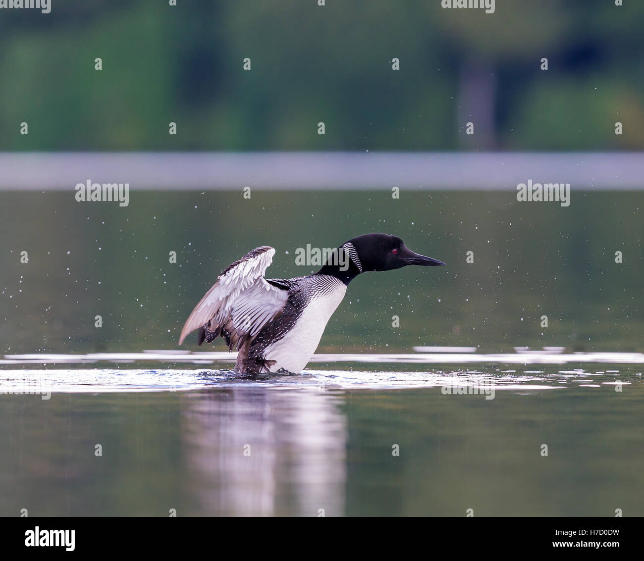 Common Loon breaching the water to stretch and dry its feathers after a ...