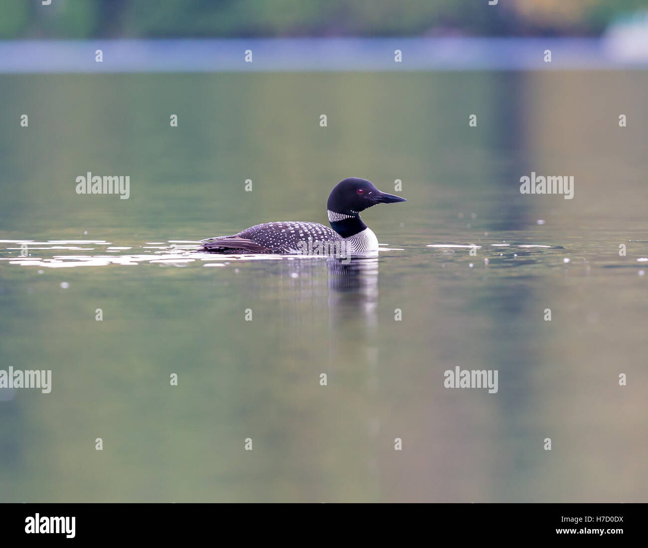 Common Loon breaching the water to stretch and dry its feathers after a ...