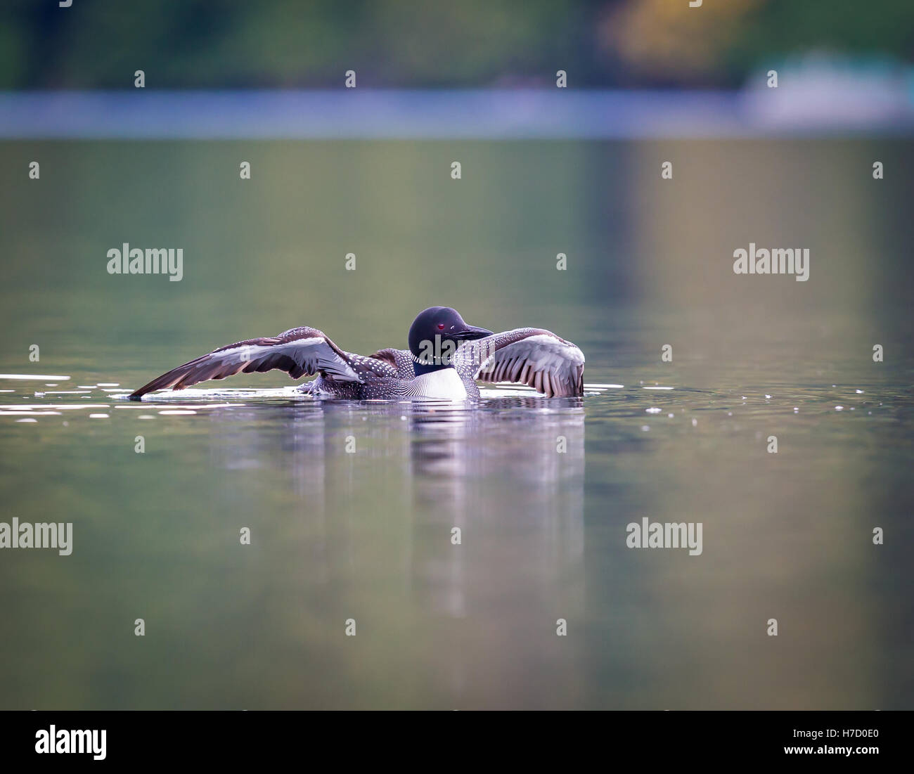 Common Loon breaching the water to stretch and dry its feathers after a ...