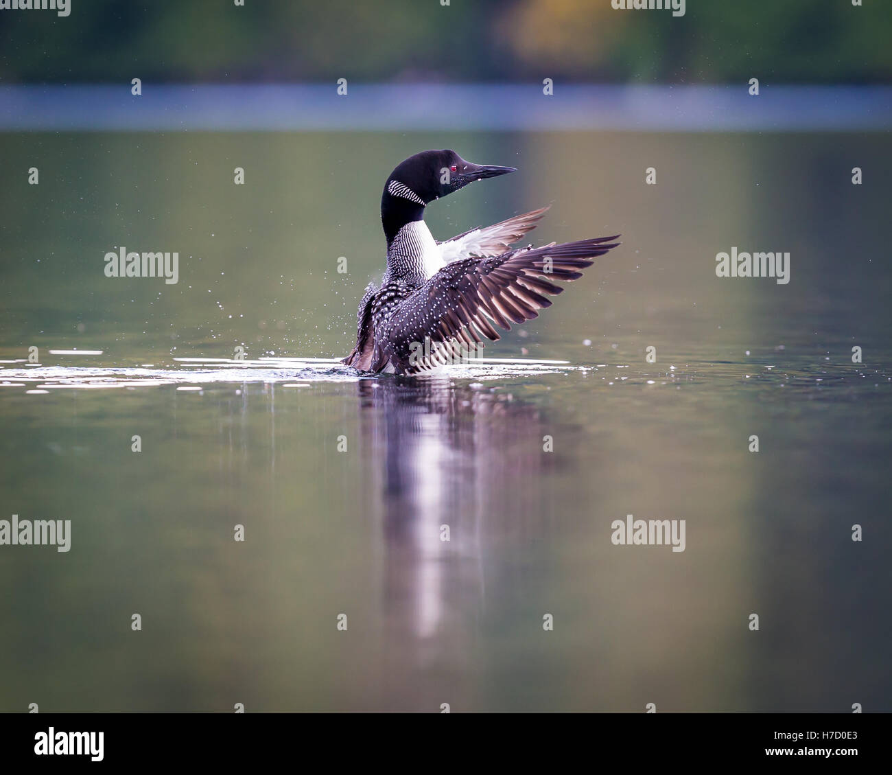 Common Loon breaching the water to stretch and dry its feathers after a ...