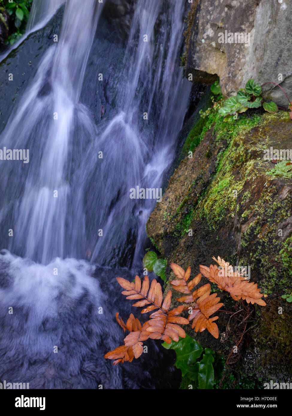 Small water feature garden hi-res stock photography and images - Alamy