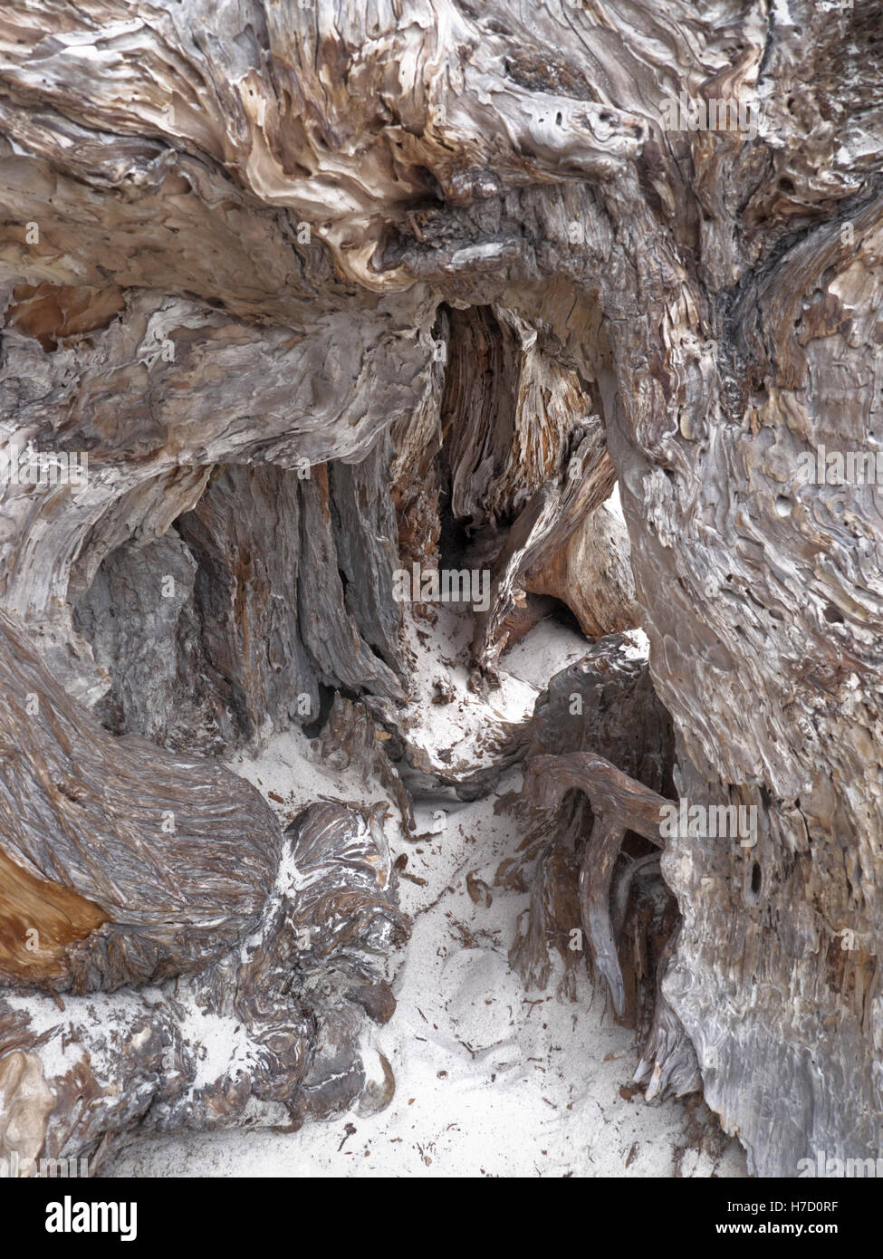 Cypress roots hi-res stock photography and images - Alamy