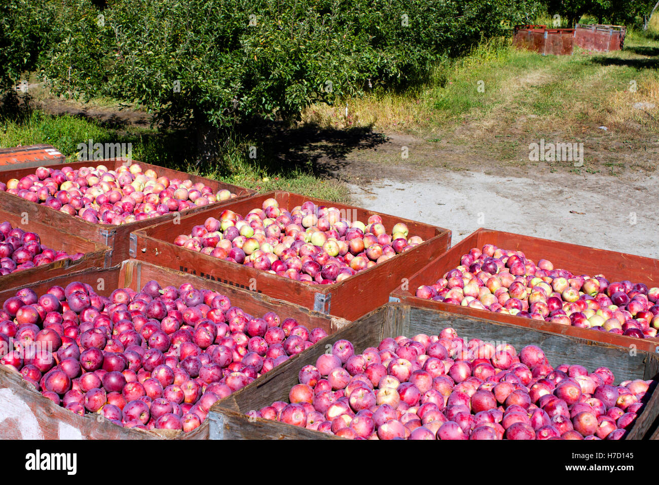 Harvesting red delicious apples in the Okanagan Valley, British ...