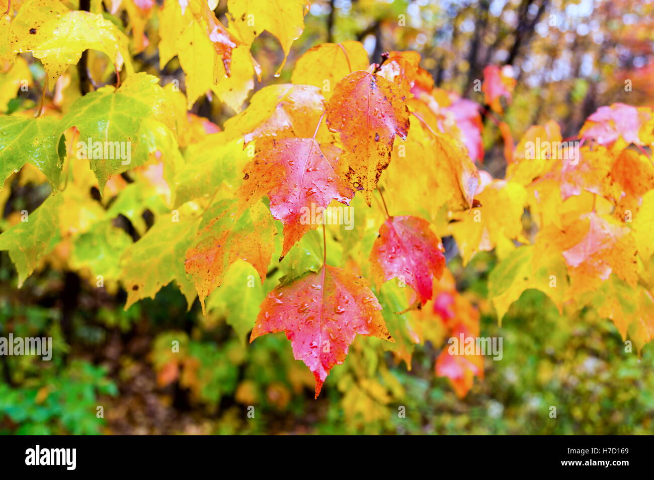 Autumn beginning to take affect on cottage country in the Quebec north ...