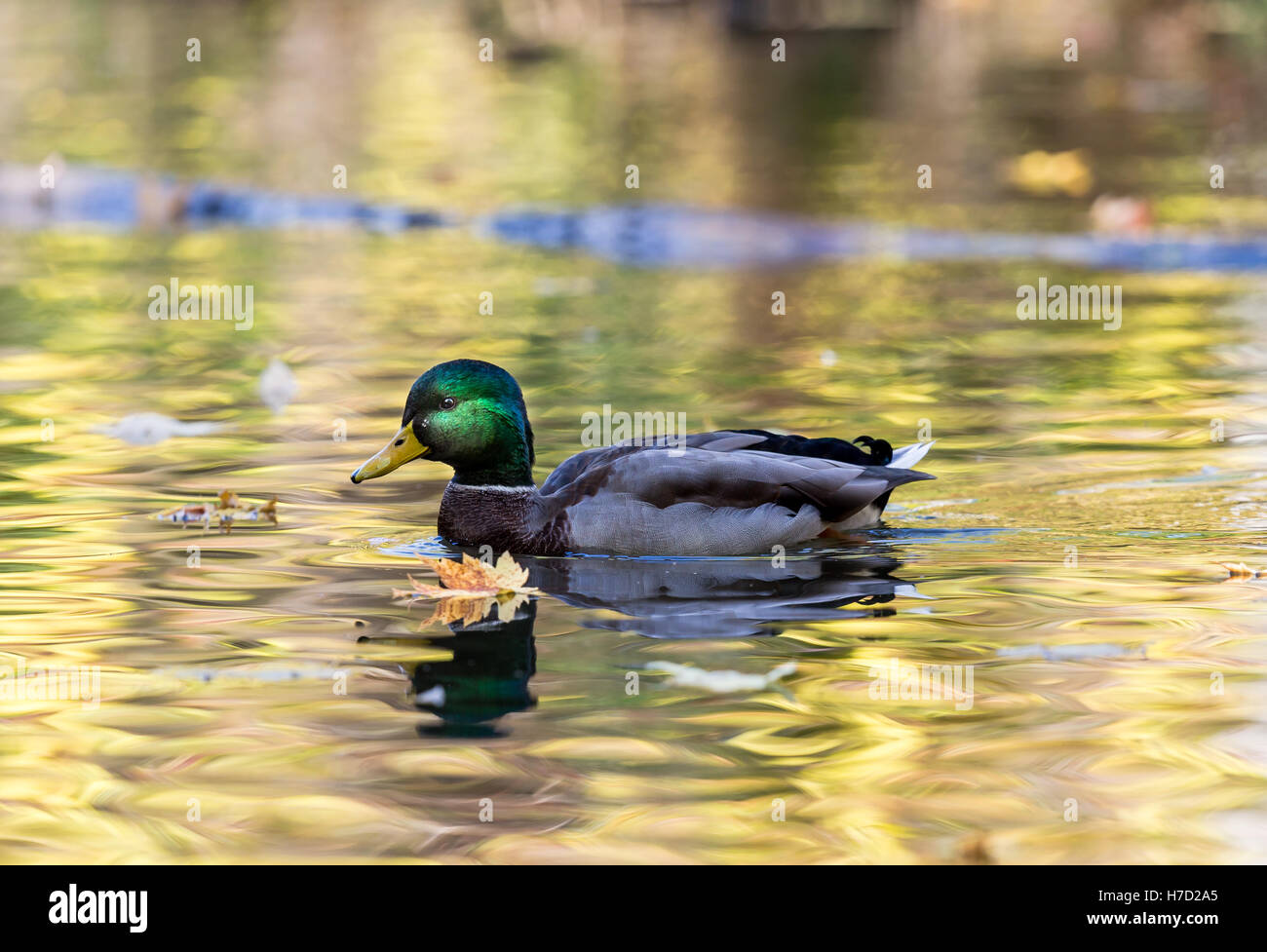 Wood duck male or Carolina duck is a species of perching duck found in ...