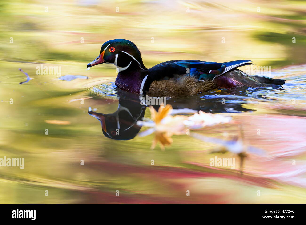 Wood duck male or Carolina duck is a species of perching duck found in ...