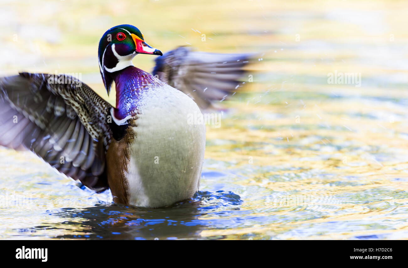 Wood duck male or Carolina duck is a species of perching duck found in ...