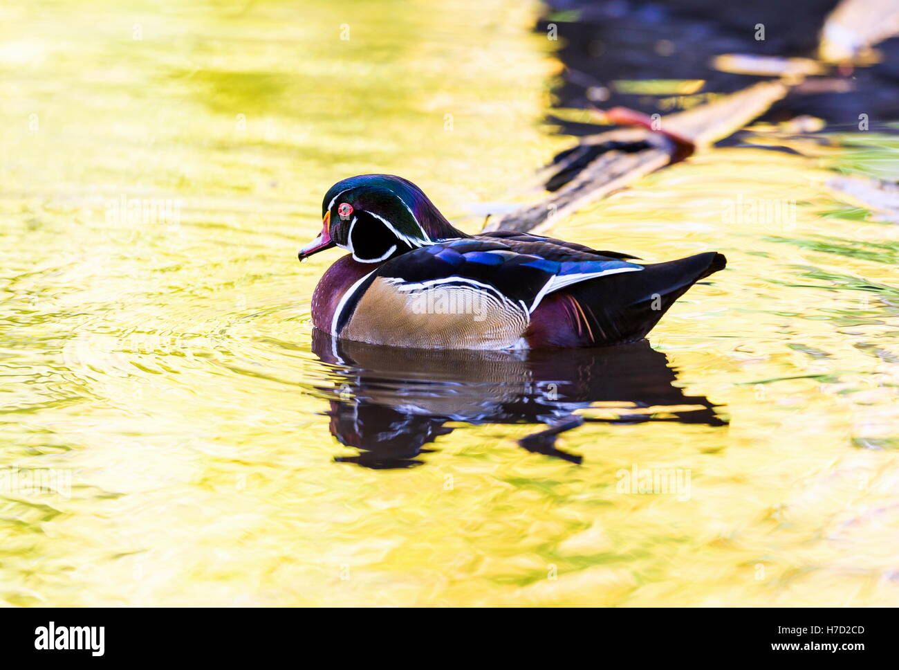 Wood duck male or Carolina duck is a species of perching duck found in ...