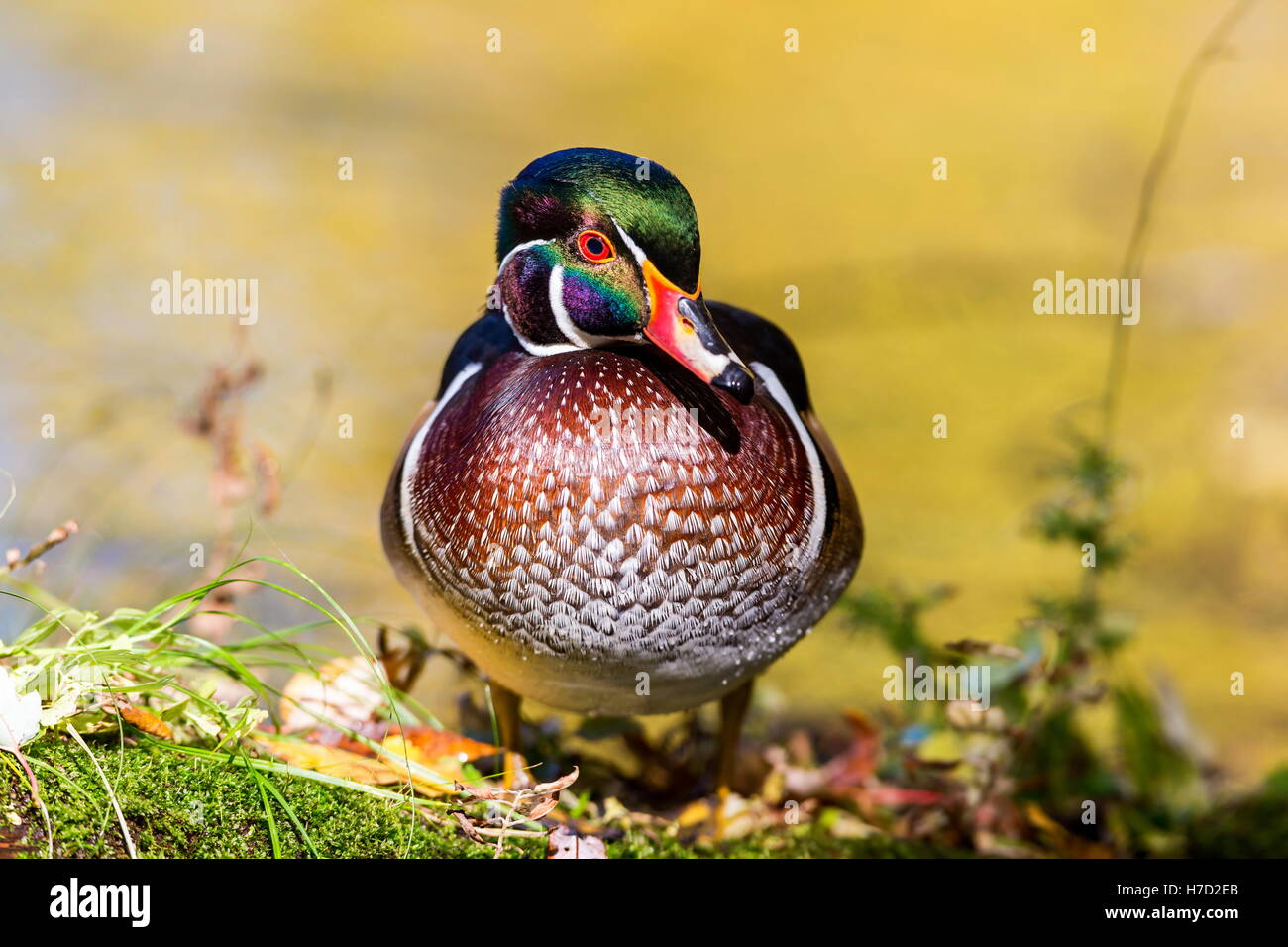 Wood duck male or Carolina duck is a species of perching duck found in ...