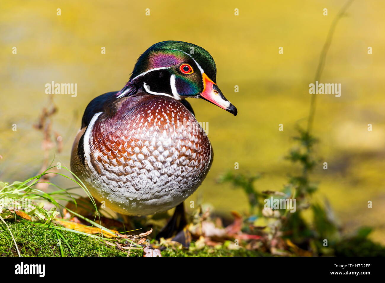 Wood duck male or Carolina duck is a species of perching duck found in ...
