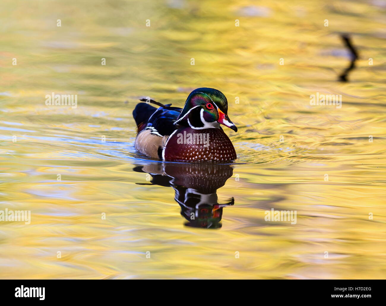 Wood duck male or Carolina duck is a species of perching duck found in ...