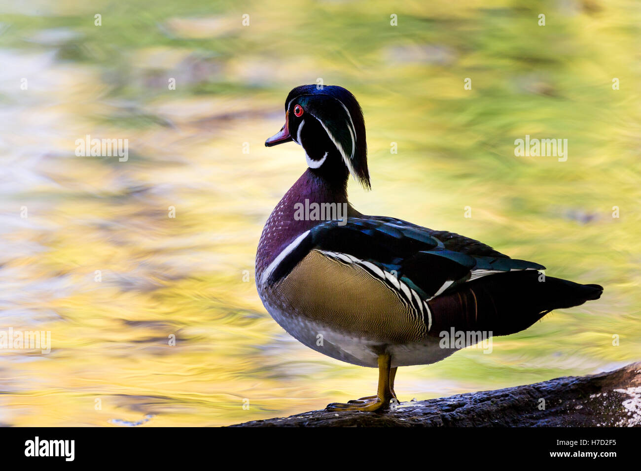 Wood duck male or Carolina duck is a species of perching duck found in ...