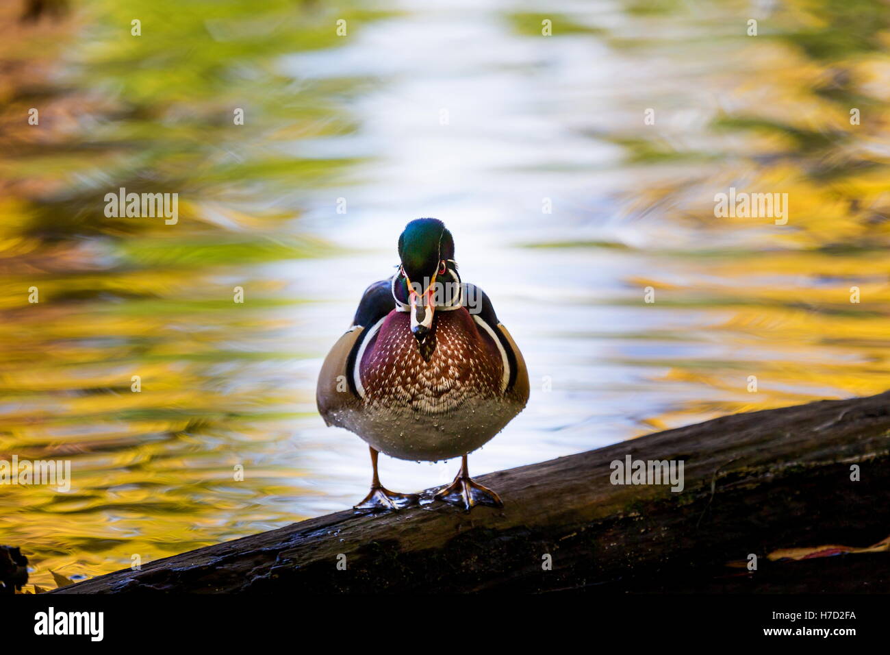 Wood duck male or Carolina duck is a species of perching duck found in ...